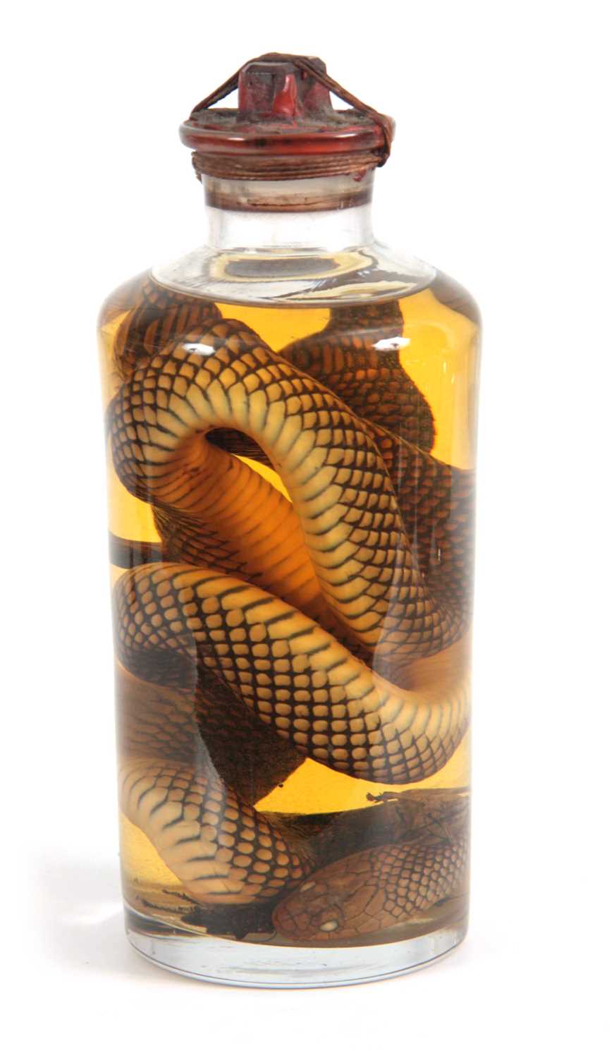 Lot 754 - A 19th CENTURY PRESERVED SNAKE IN SEALED JAR