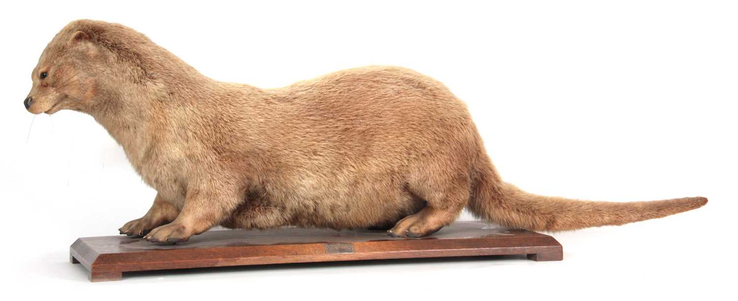 Lot 296 - A LARGE MALE TAXIDERMY OTTER mounted on an