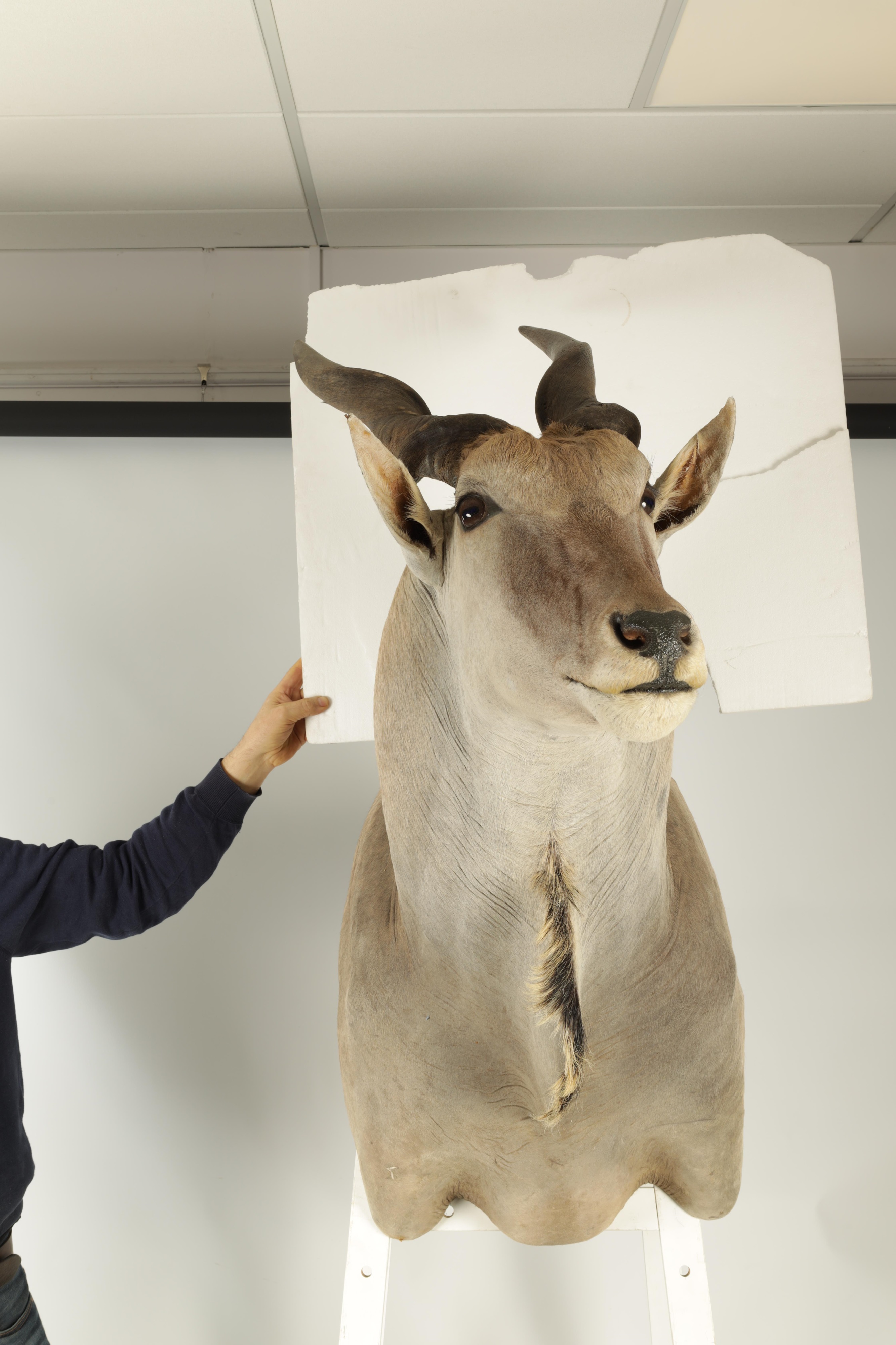 Lot 696 - A 20TH CENTURY TAXIDERMY OF AN ELAND
